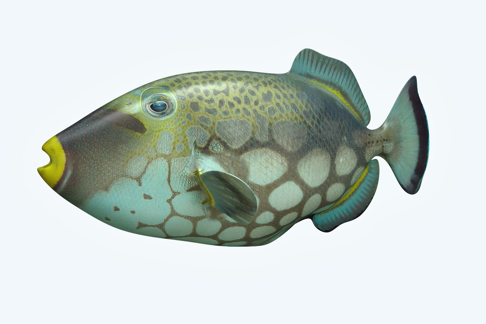 3D Trigerfish Fish - TurboSquid 1202270