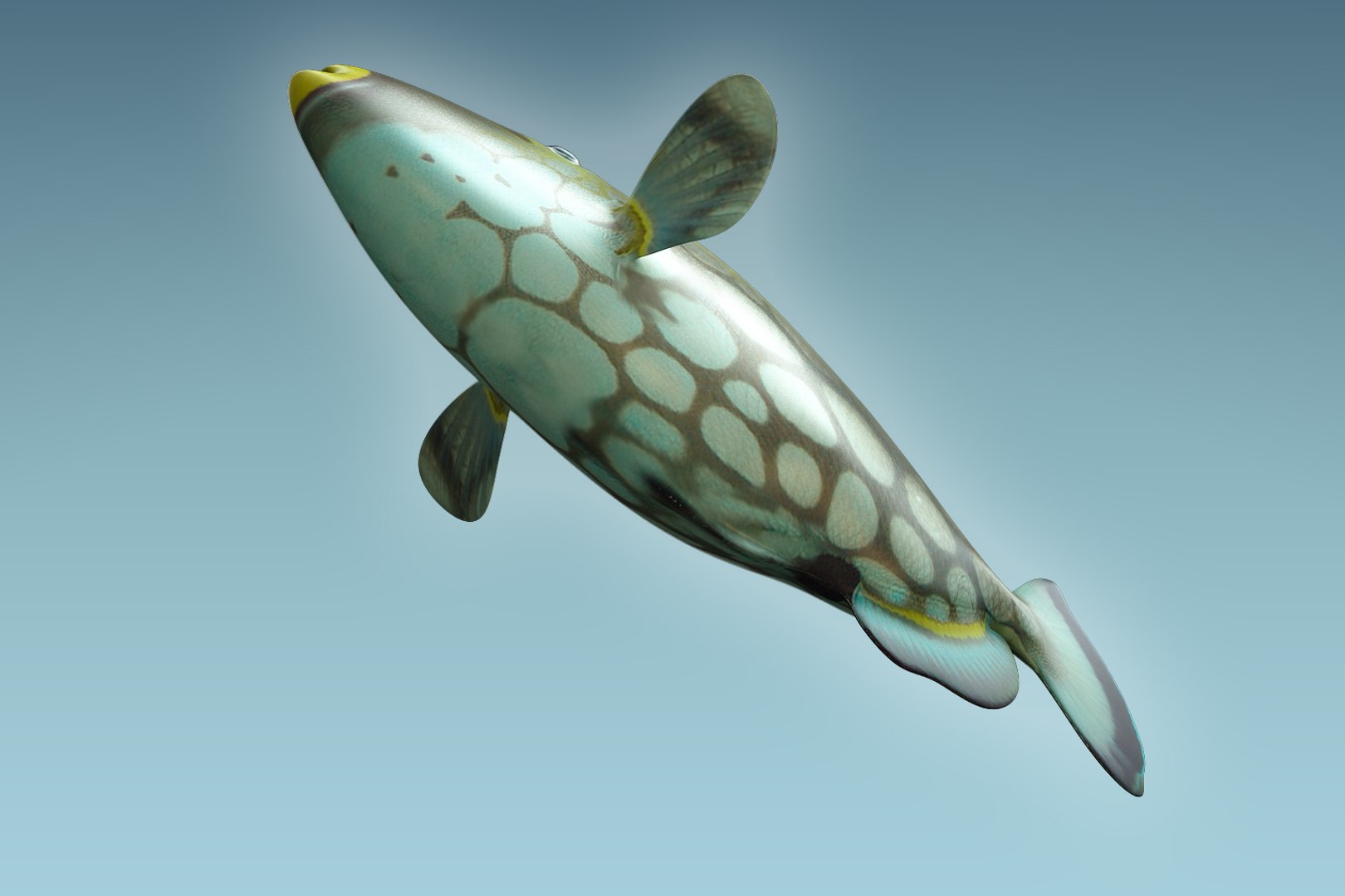 3D Trigerfish Fish - TurboSquid 1202270