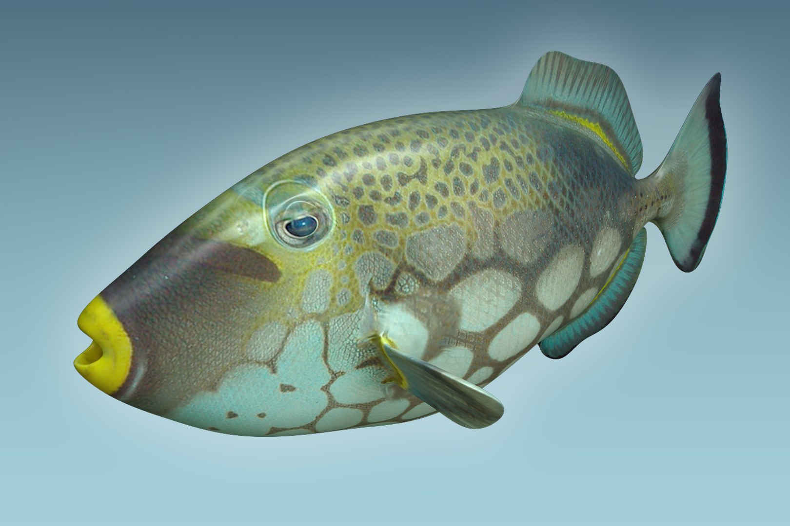 3D Trigerfish Fish - TurboSquid 1202270