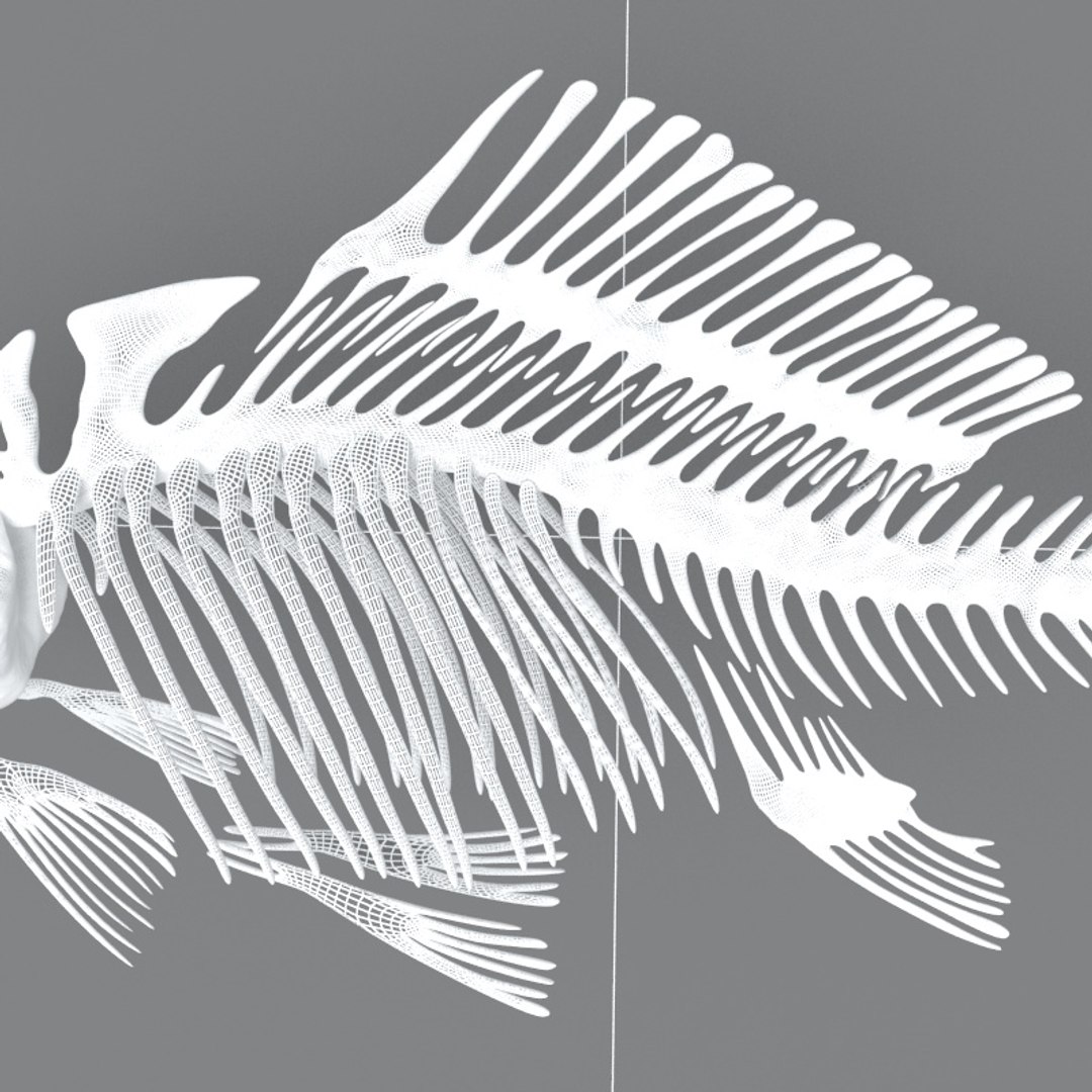 Fish Skeleton Structure 3D - TurboSquid 1495658