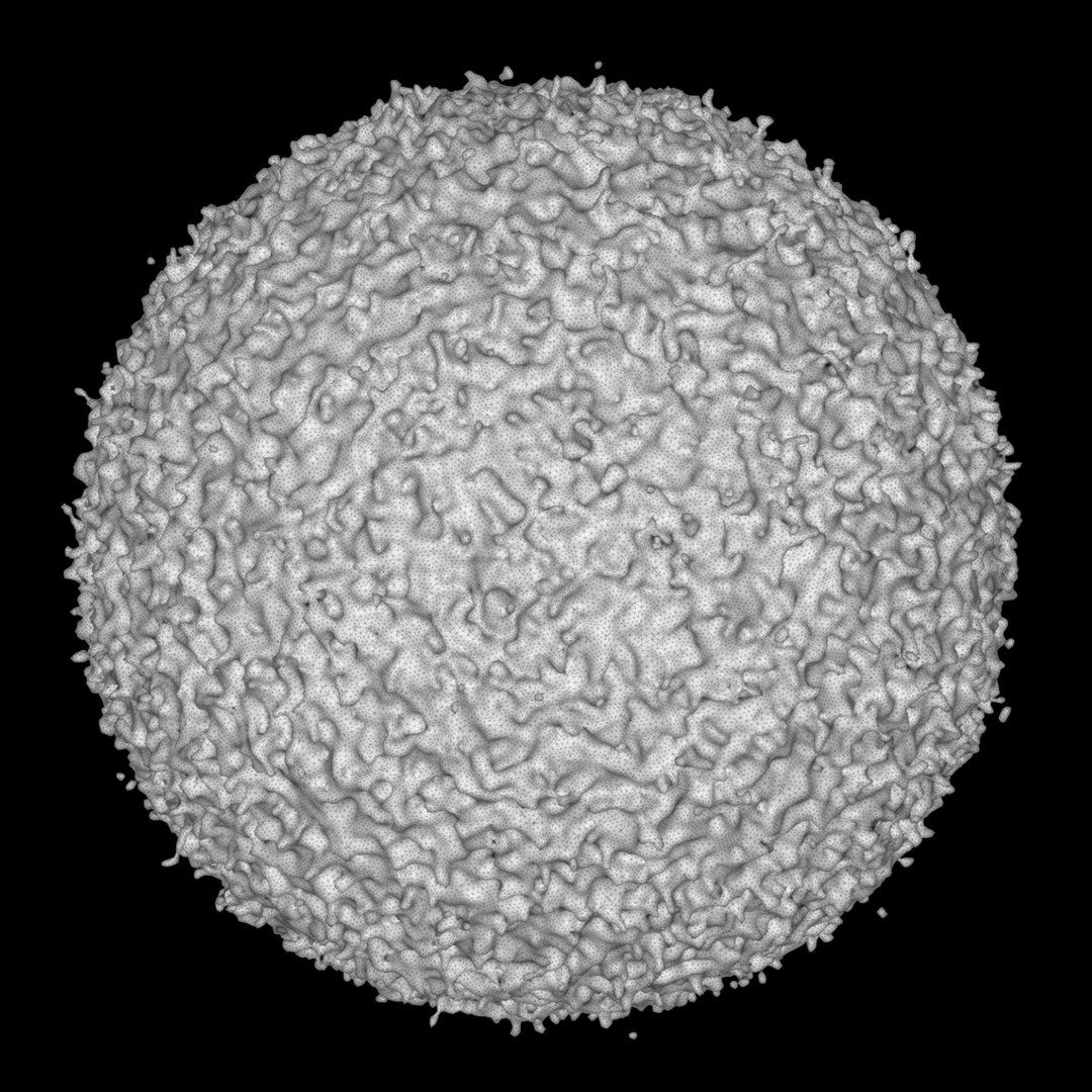 Lymphocyte Blood Cells 3D - TurboSquid 1455279