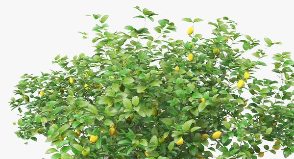 Fruit Trees Collection 2 3D model - TurboSquid 1818806