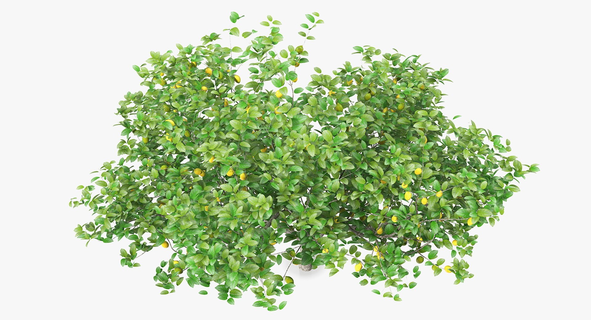 Fruit Trees Collection 2 3D model - TurboSquid 1818806