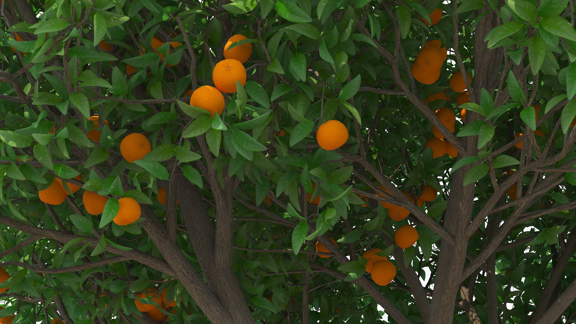 Fruit Trees Collection 2 3D model - TurboSquid 1818806