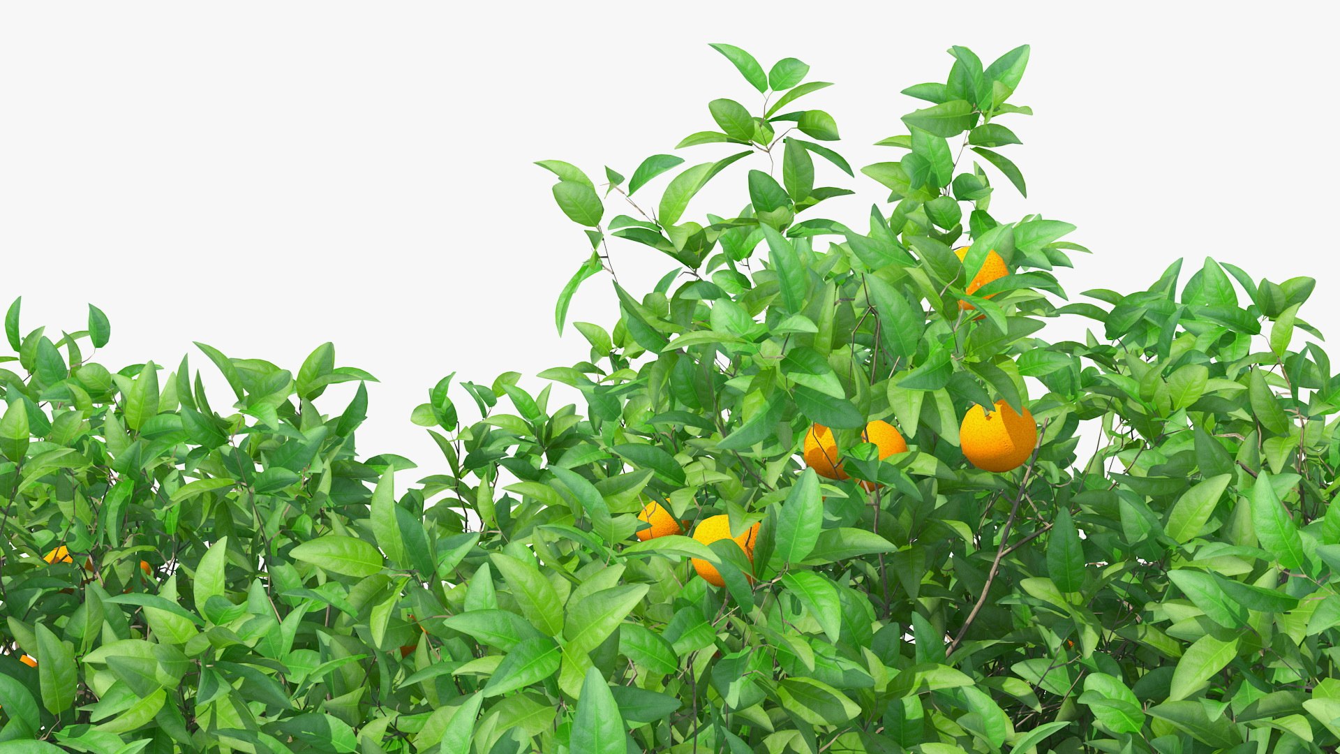 Fruit Trees Collection 2 3D model - TurboSquid 1818806