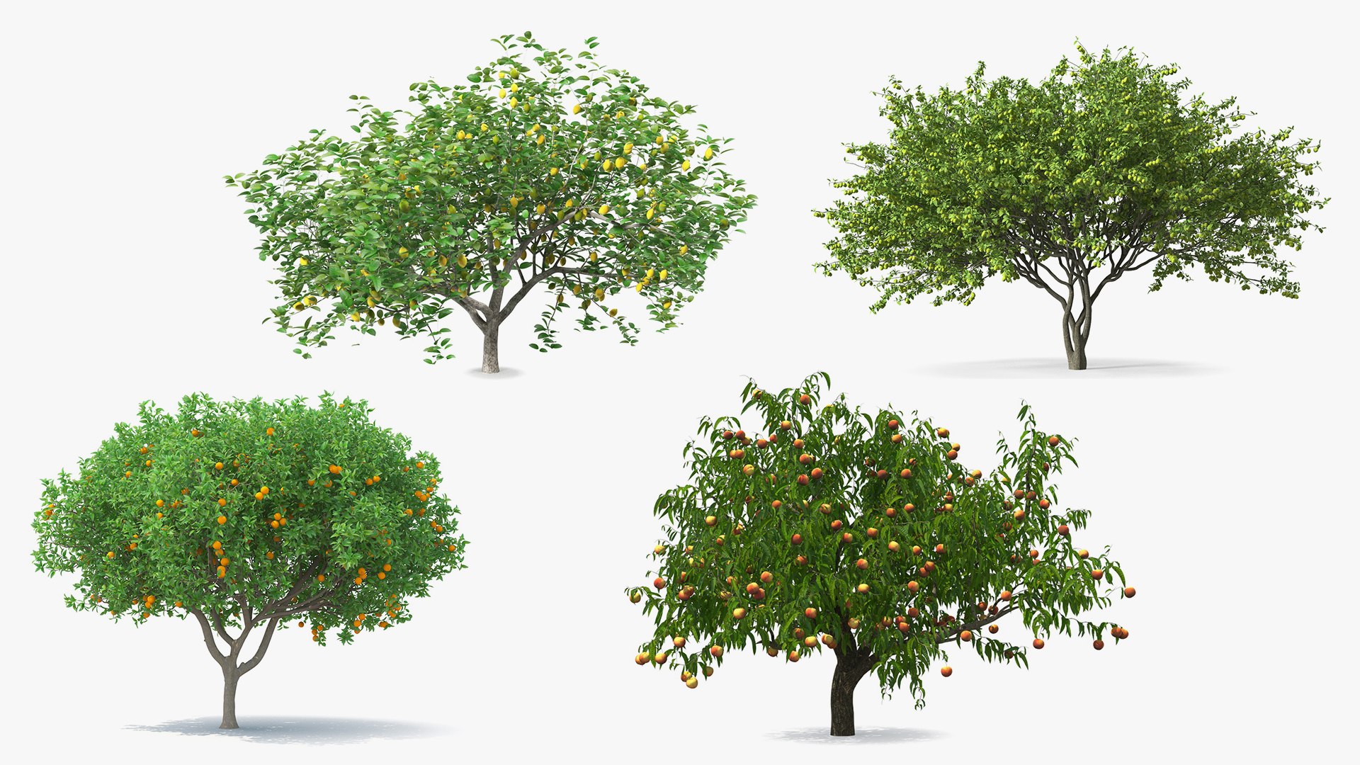 Fruit Trees Collection 2 3D model - TurboSquid 1818806