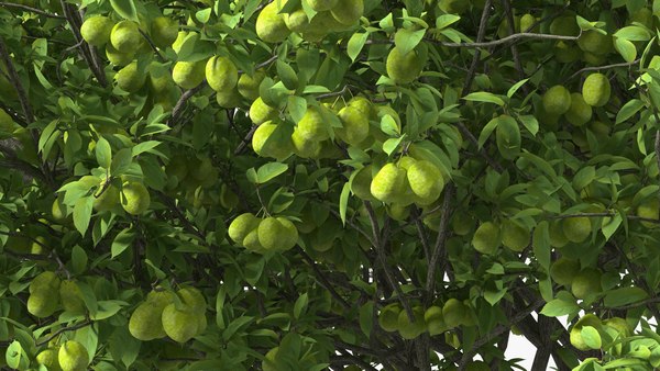 Fruit Trees Collection 2 3D model - TurboSquid 1818806