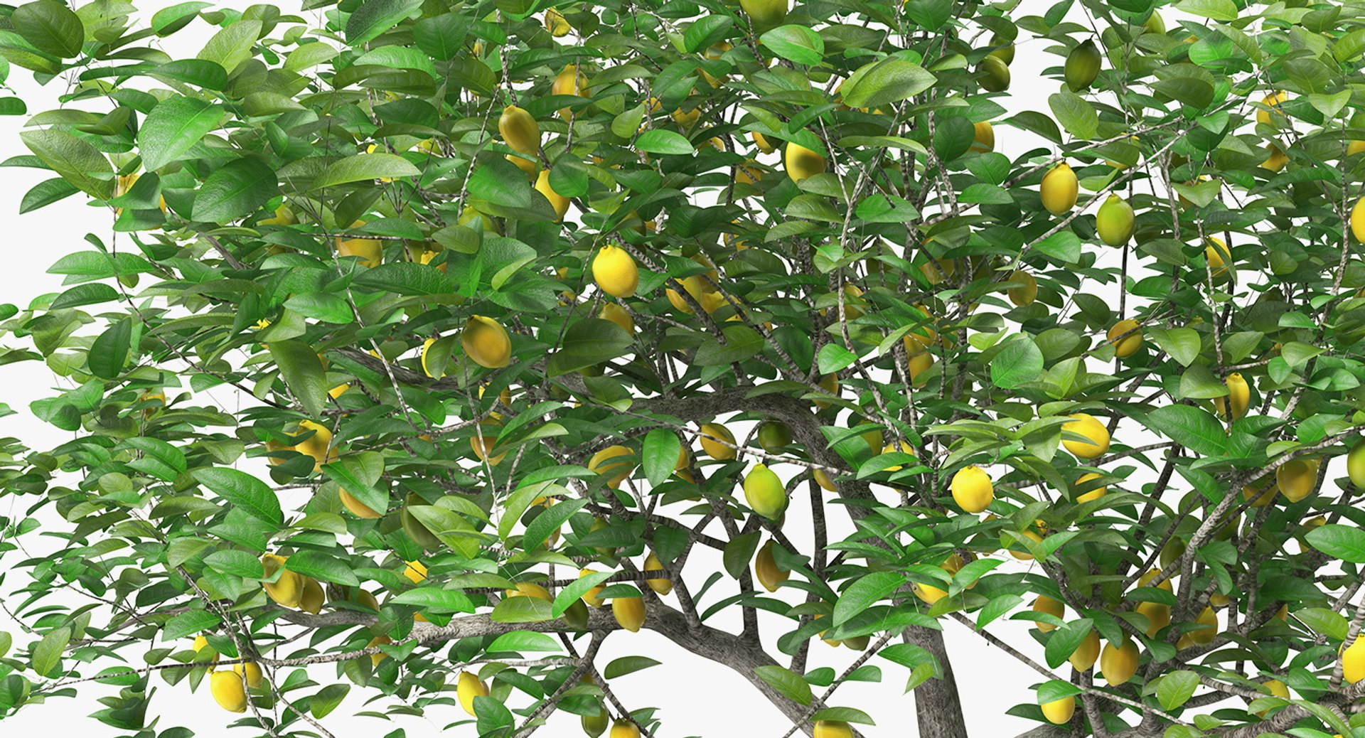 Fruit Trees Collection 2 3D model - TurboSquid 1818806