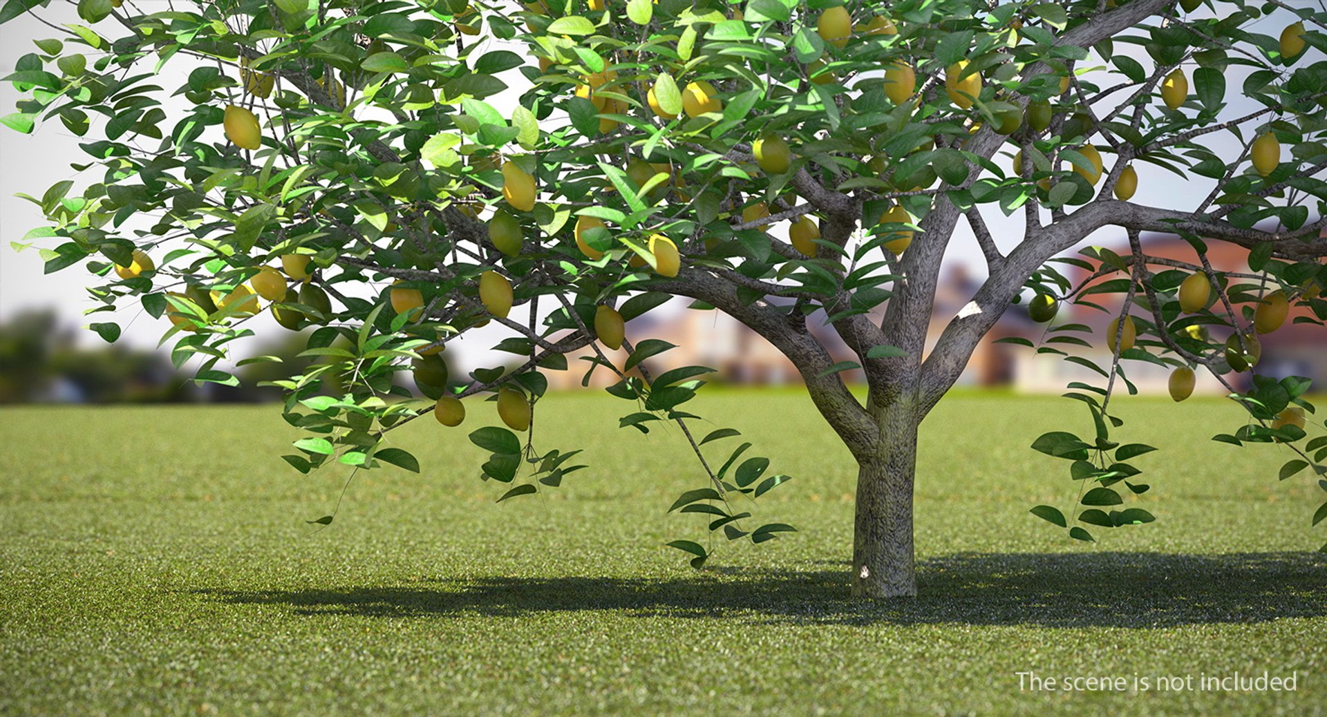 Fruit Trees Collection 2 3D model - TurboSquid 1818806