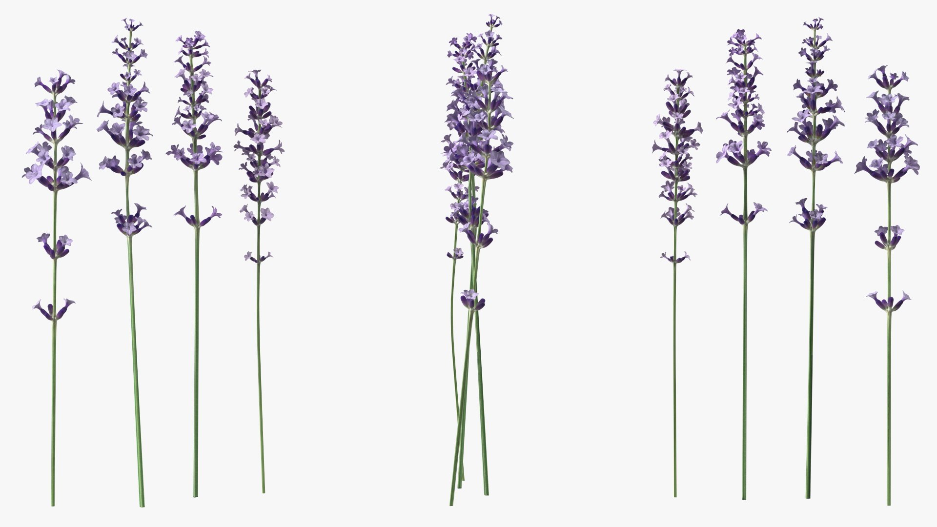 Garden Lavender Set 3D Model - TurboSquid 2191661