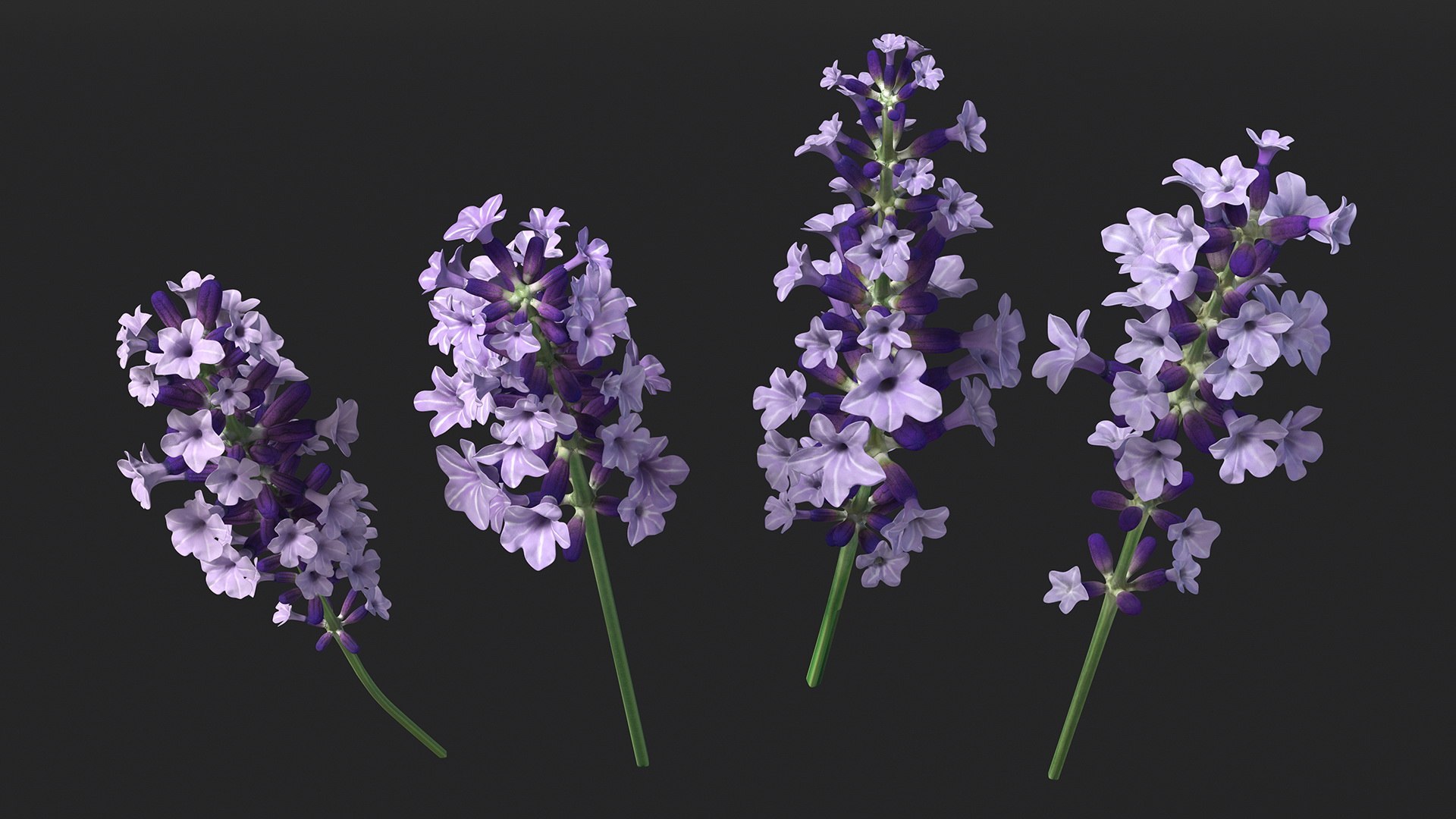 Garden Lavender Set 3D Model - TurboSquid 2191661