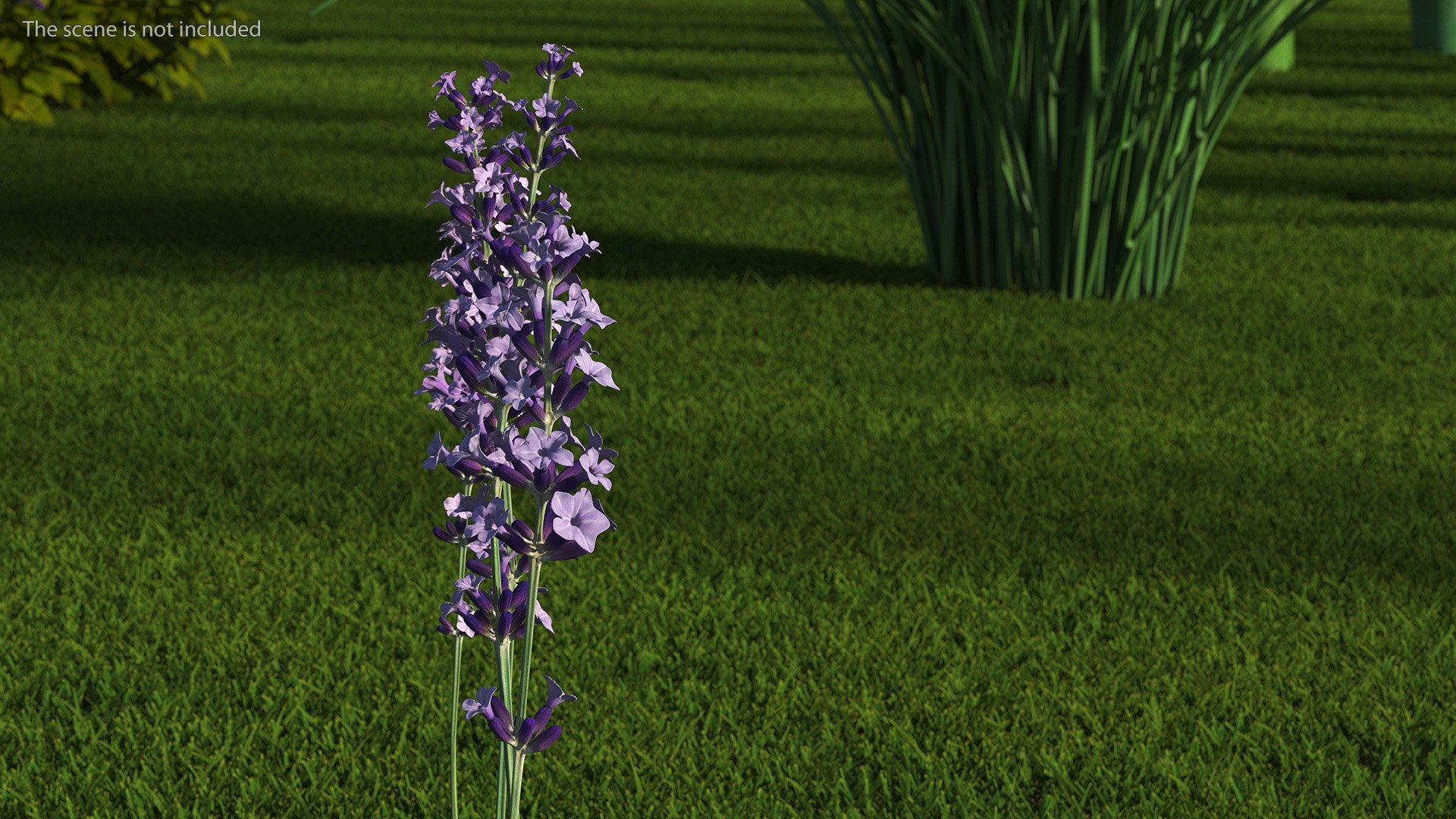 Garden Lavender Set 3D Model - TurboSquid 2191661