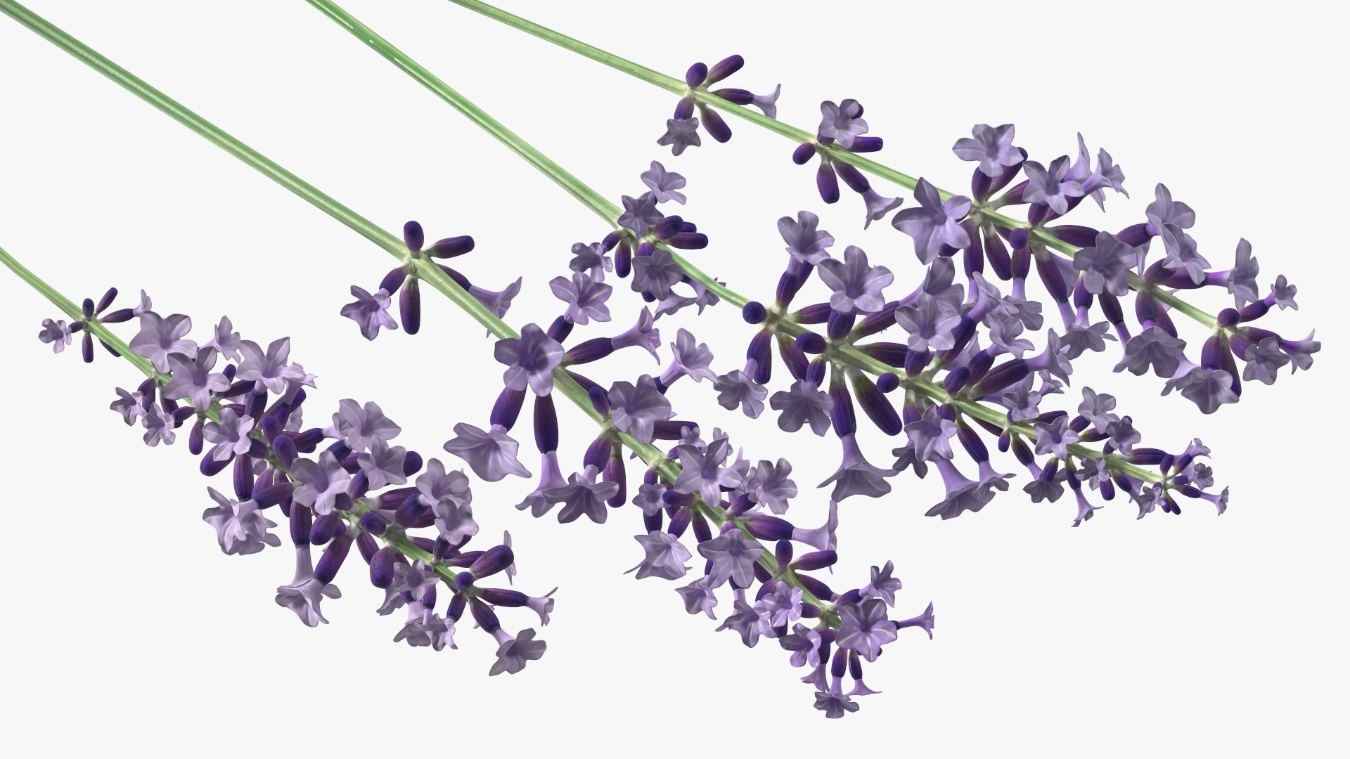 Garden Lavender Set 3D Model - TurboSquid 2191661
