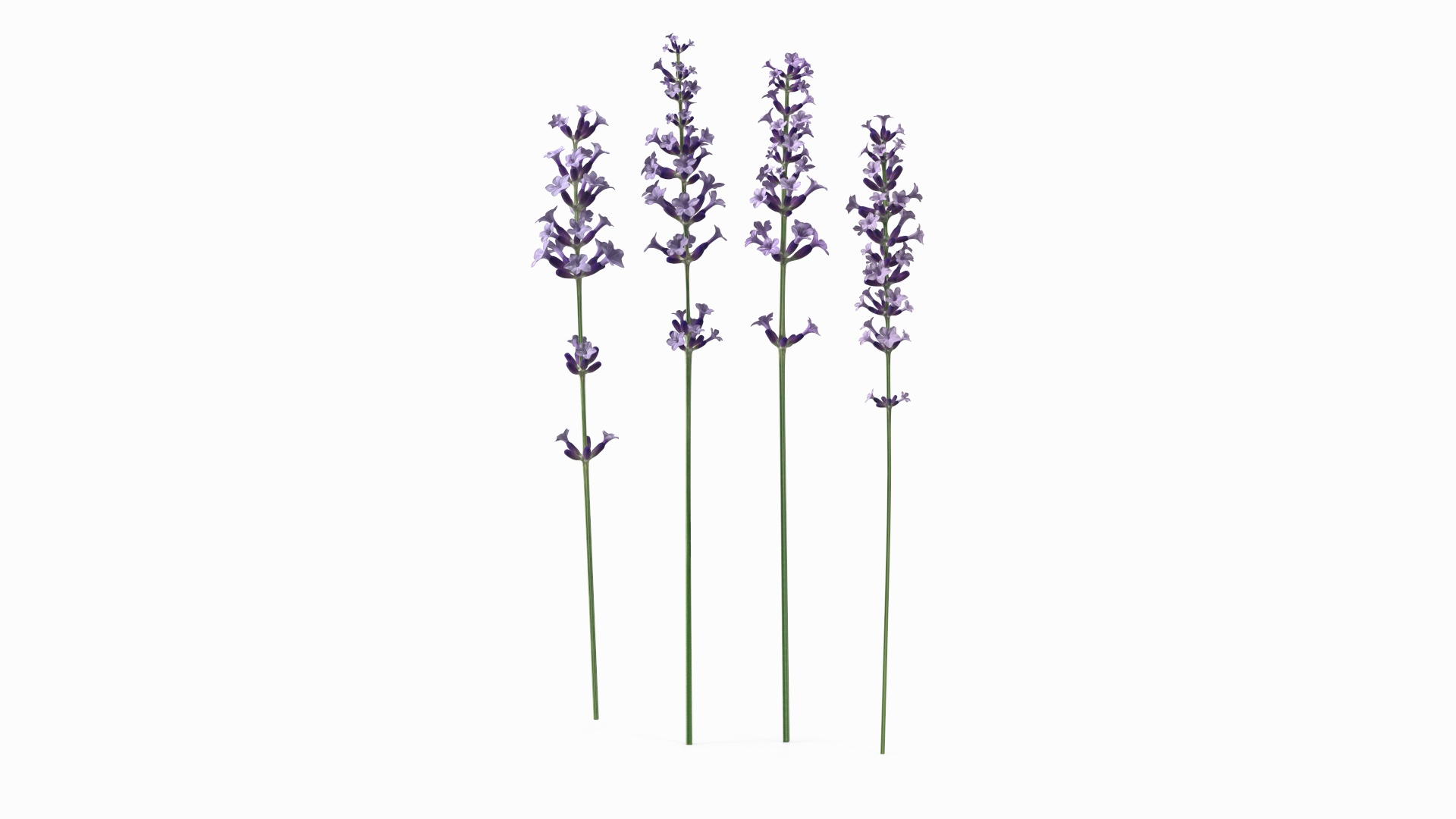 Garden Lavender Set 3D Model - TurboSquid 2191661