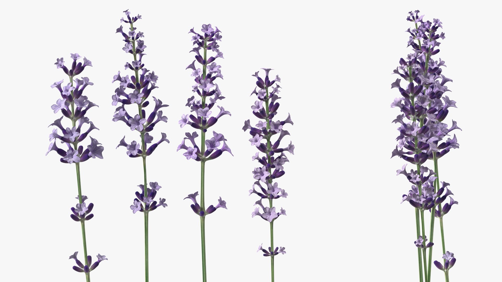 Garden Lavender Set 3D Model - TurboSquid 2191661