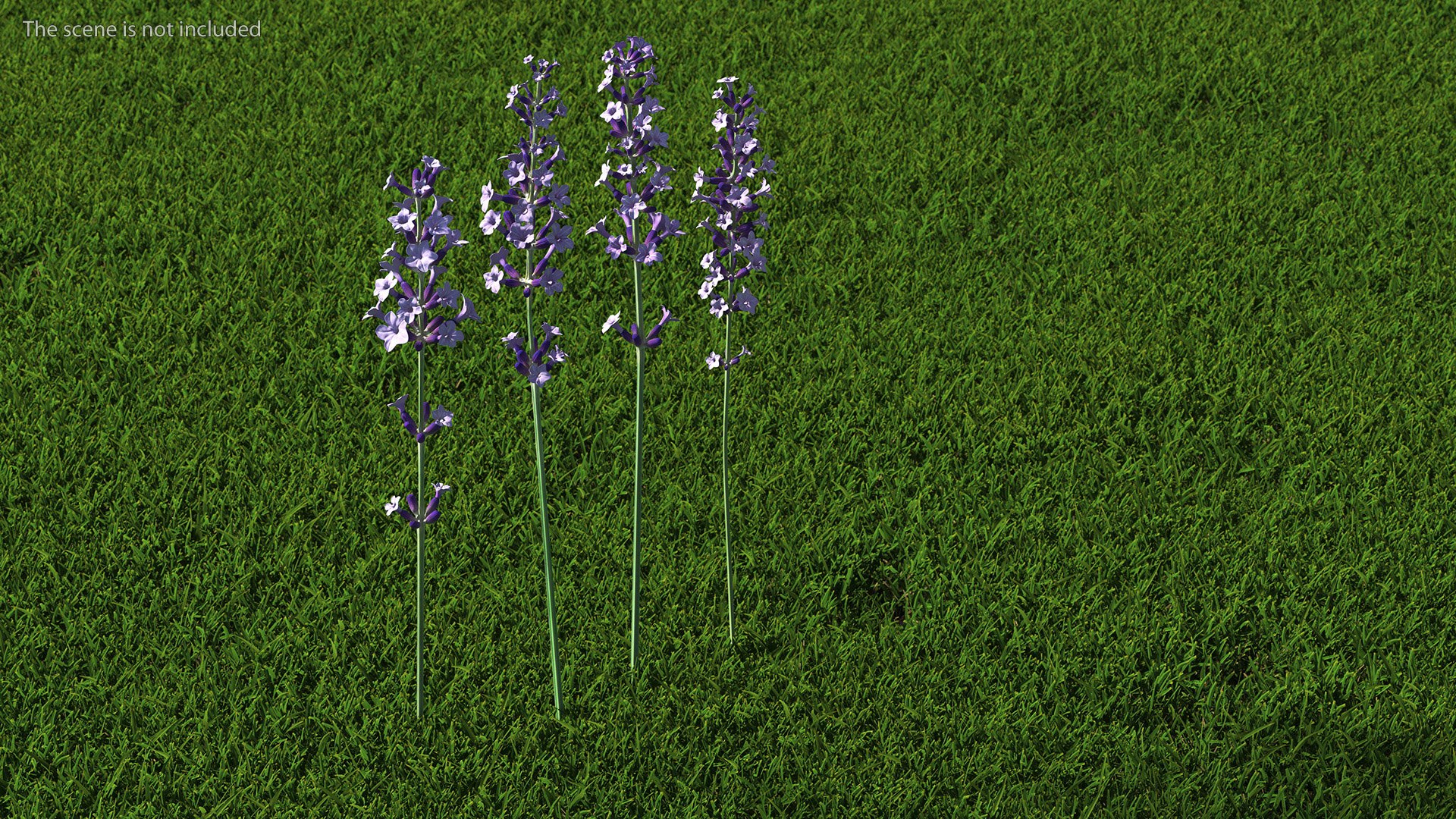 Garden Lavender Set 3D Model - TurboSquid 2191661