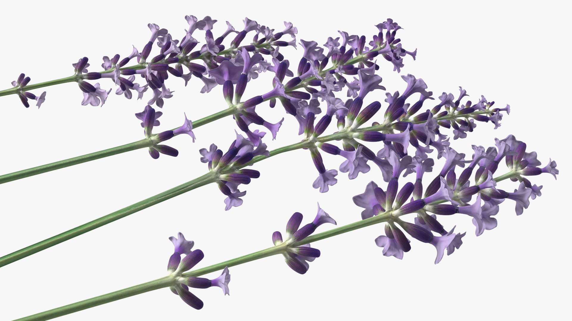 Garden Lavender Set 3D Model - TurboSquid 2191661