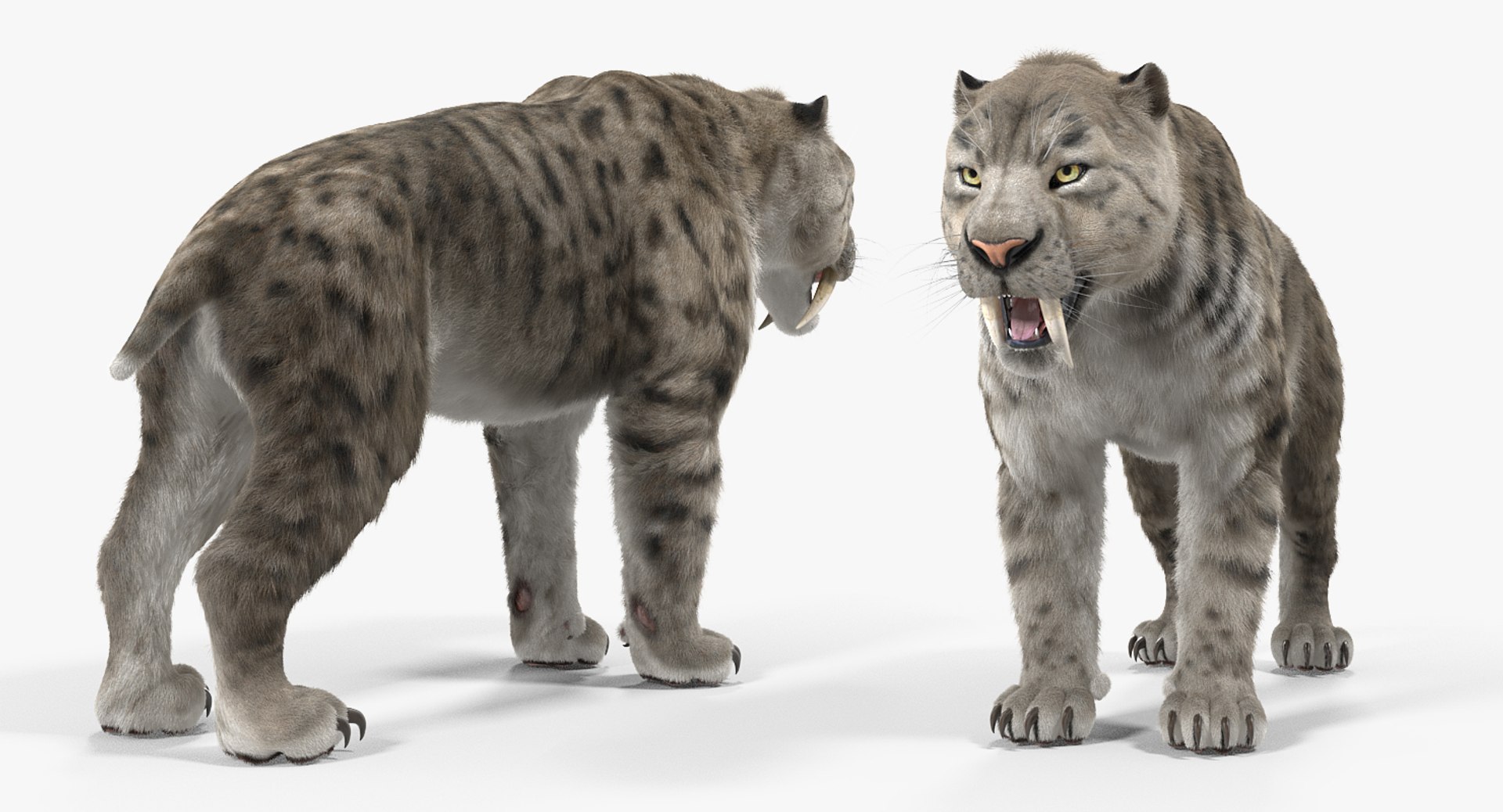3D Arctic Saber Tooth Cat Fur Model - TurboSquid 1329317