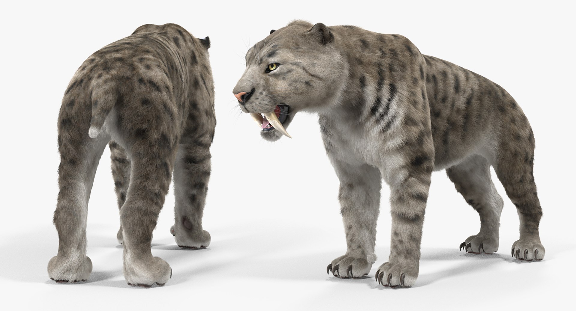 3D Arctic Saber Tooth Cat Fur Model - TurboSquid 1329317