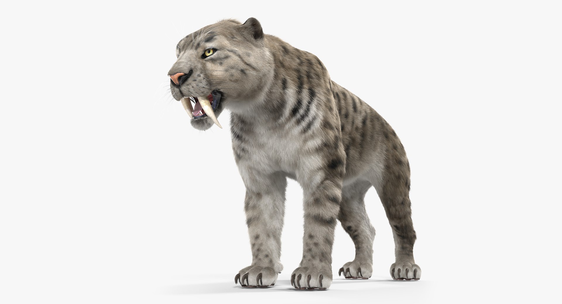 3D Arctic Saber Tooth Cat Fur Model - TurboSquid 1329317