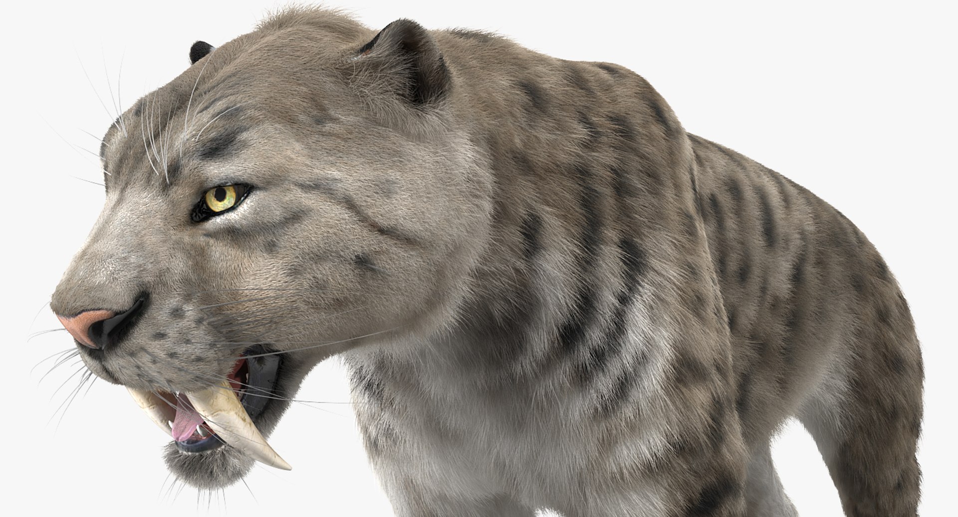 3D Arctic Saber Tooth Cat Fur Model - TurboSquid 1329317