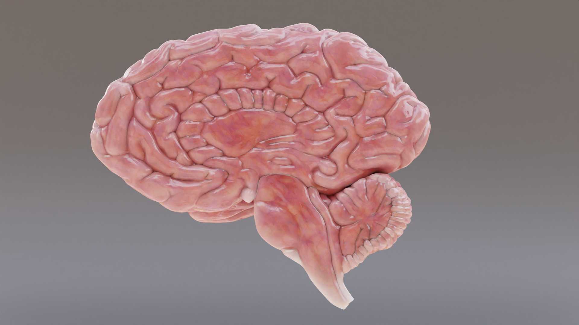 Realistic Brain Section 3D Model - TurboSquid 2023926