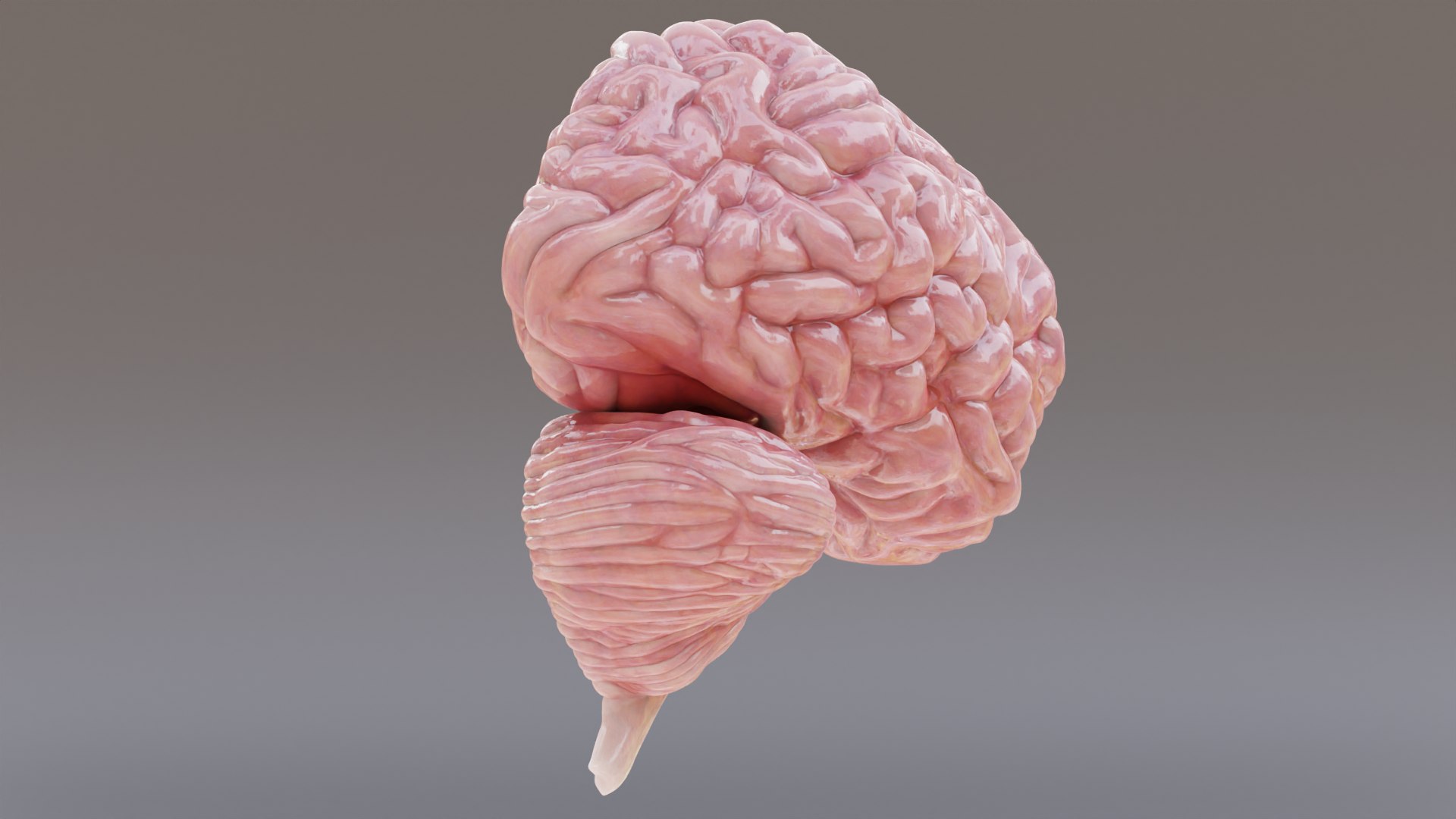Realistic Brain Section 3D Model - TurboSquid 2023926