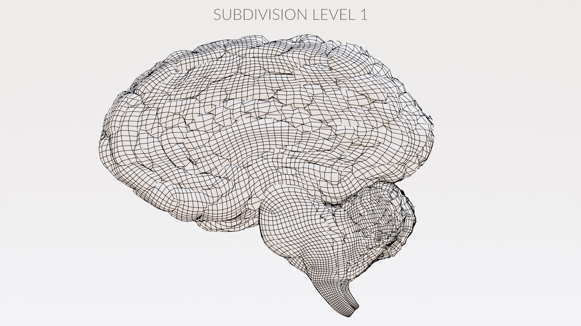Realistic Brain Section 3D Model - TurboSquid 2023926