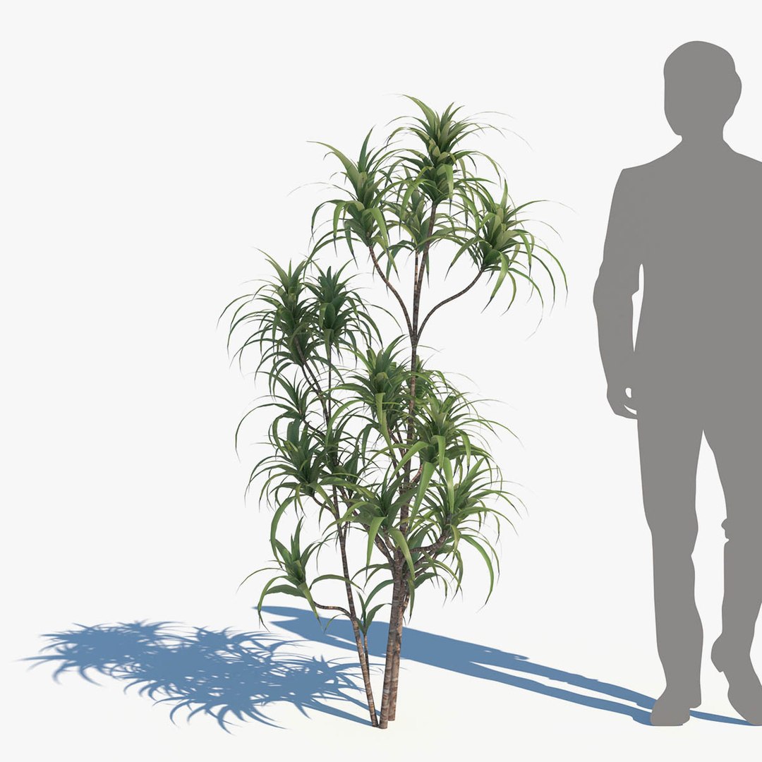 Yucca 1600 A 3D Model - TurboSquid 1824676
