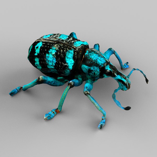 3d weevil eupholus beetle
