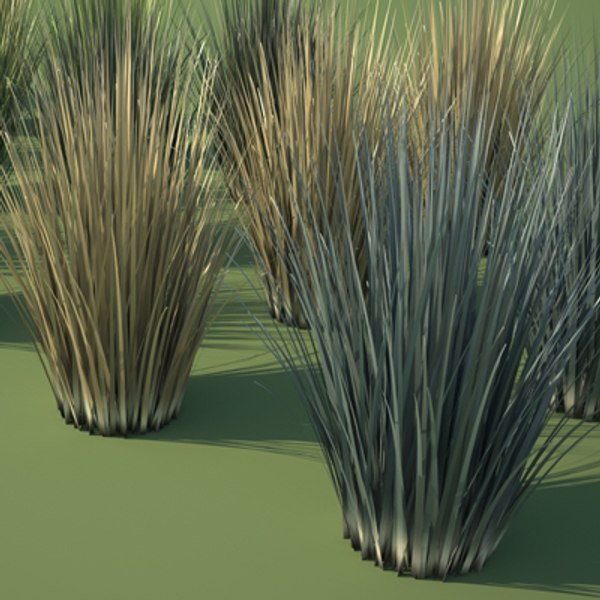 3d ornamental grass maxwell render model