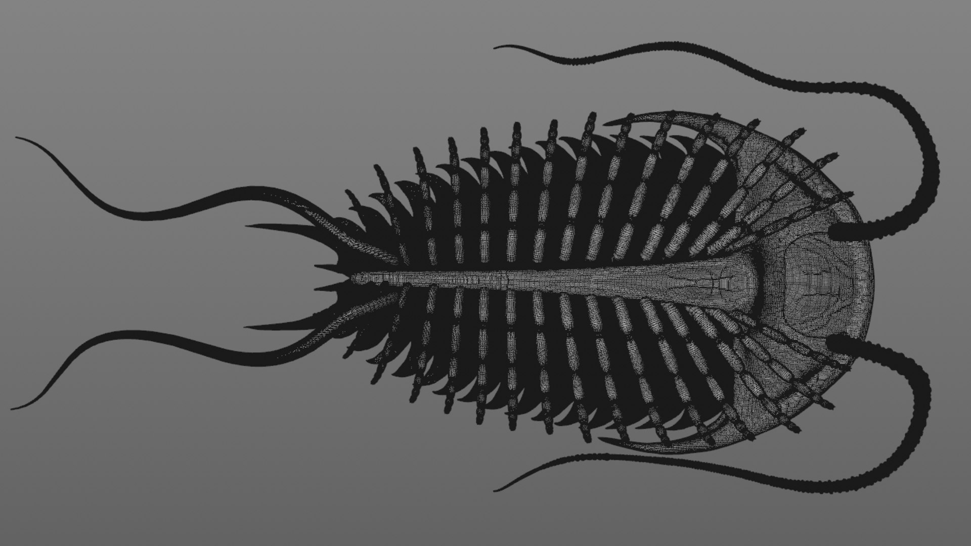 3D Trilobite Olenoides - TurboSquid 1887344
