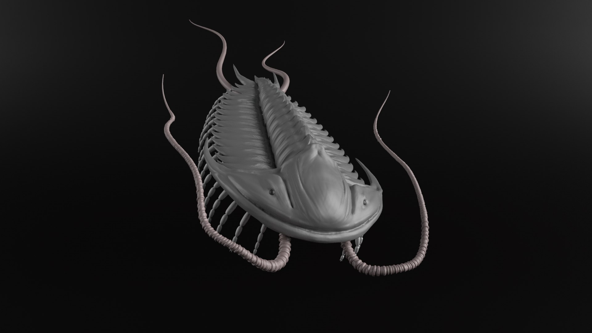 3D Trilobite Olenoides - TurboSquid 1887344