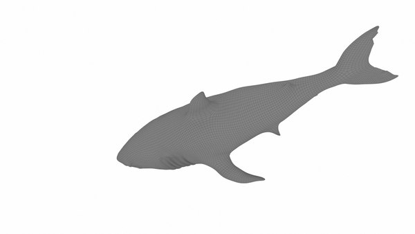 Realistic shark rigged model - TurboSquid 1484180