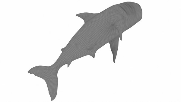modelo 3d Tiburón realista animado animado - TurboSquid 1484180