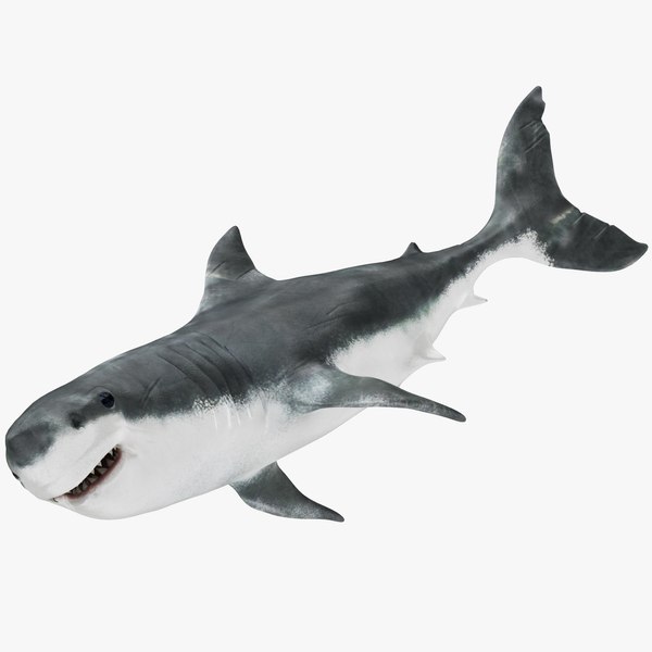 Realistic shark rigged model - TurboSquid 1484180
