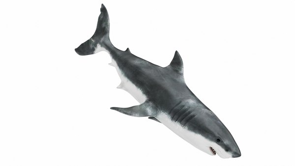 Realistic shark rigged model - TurboSquid 1484180