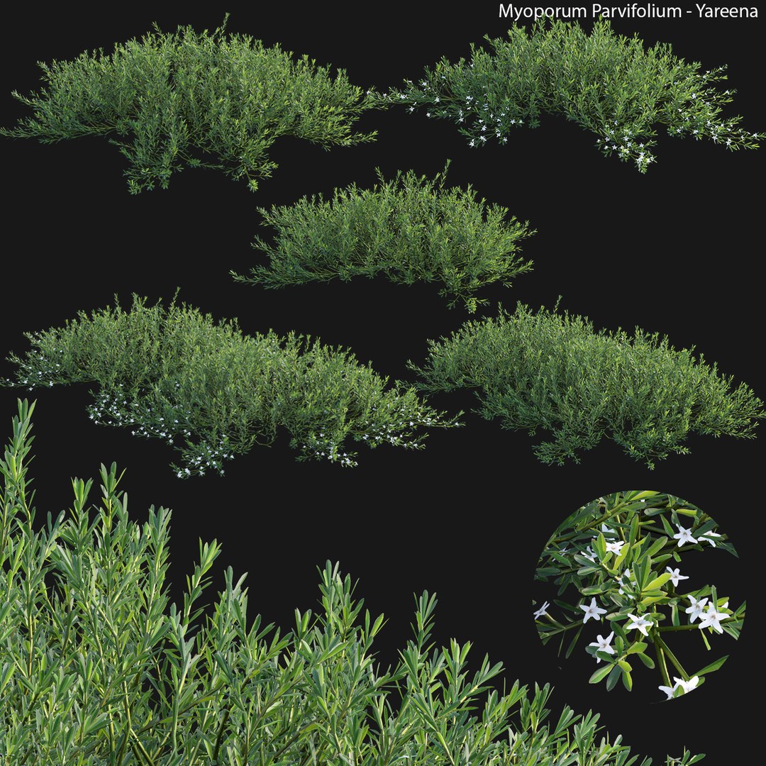 Myoporum Parvifolium - Yareena 3D Model - TurboSquid 1915077