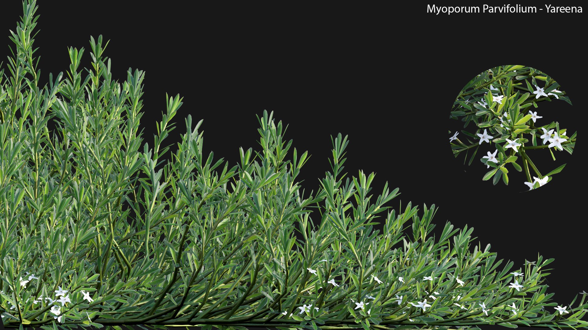Myoporum Parvifolium - Yareena 3D Model - TurboSquid 1915077