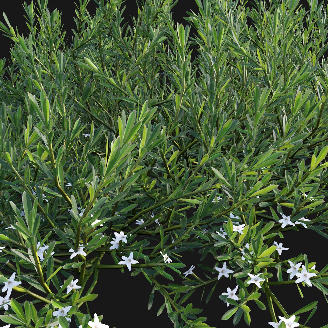 Myoporum Parvifolium - Yareena 3D Model - TurboSquid 1915077