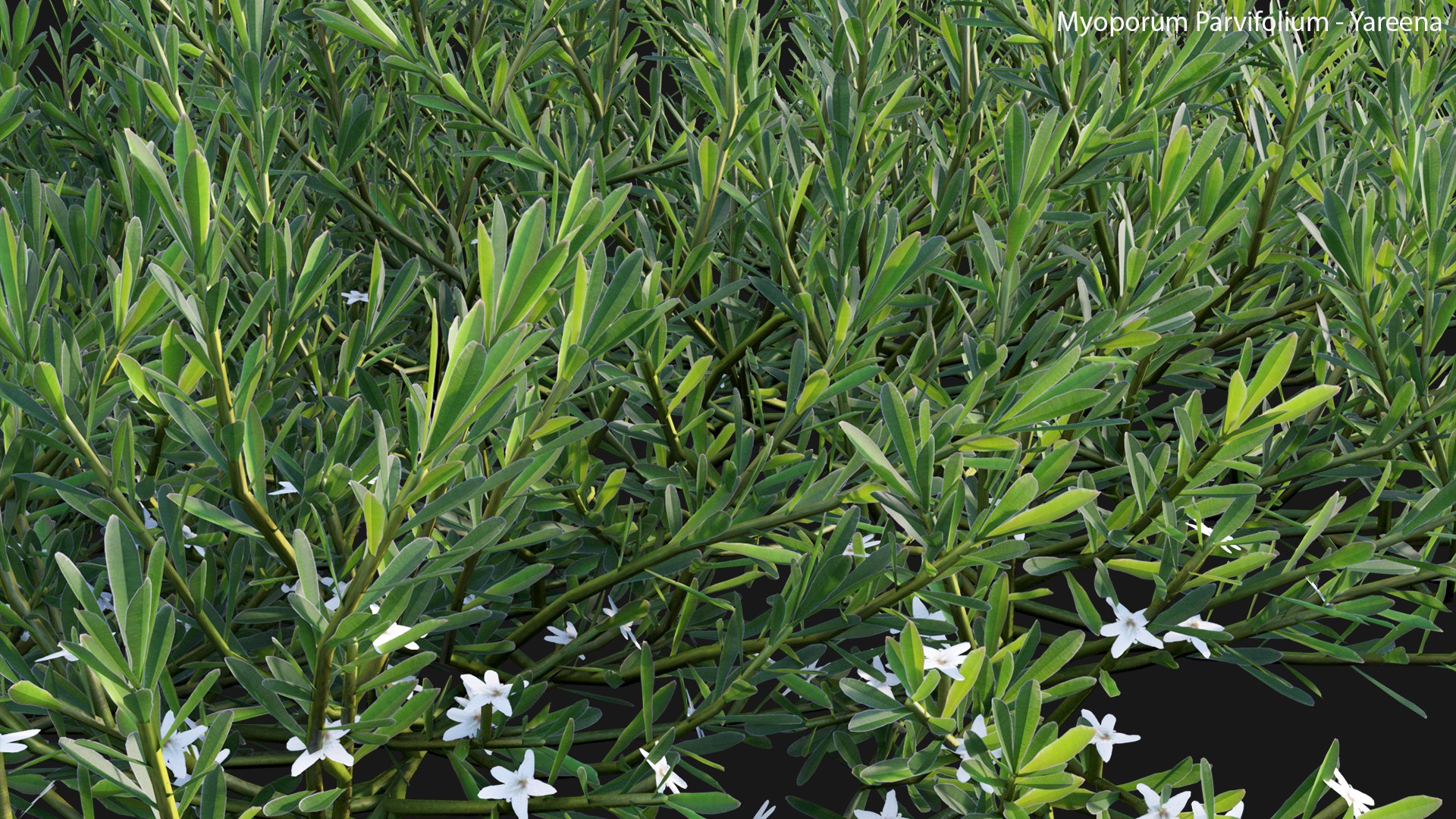 Myoporum Parvifolium - Yareena 3D Model - TurboSquid 1915077