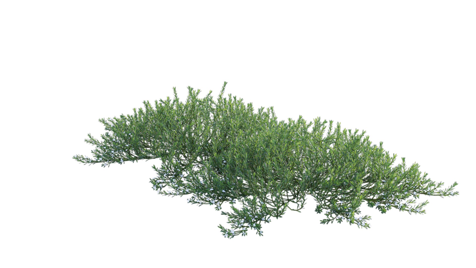Myoporum Parvifolium - Yareena 3D Model - TurboSquid 1915077