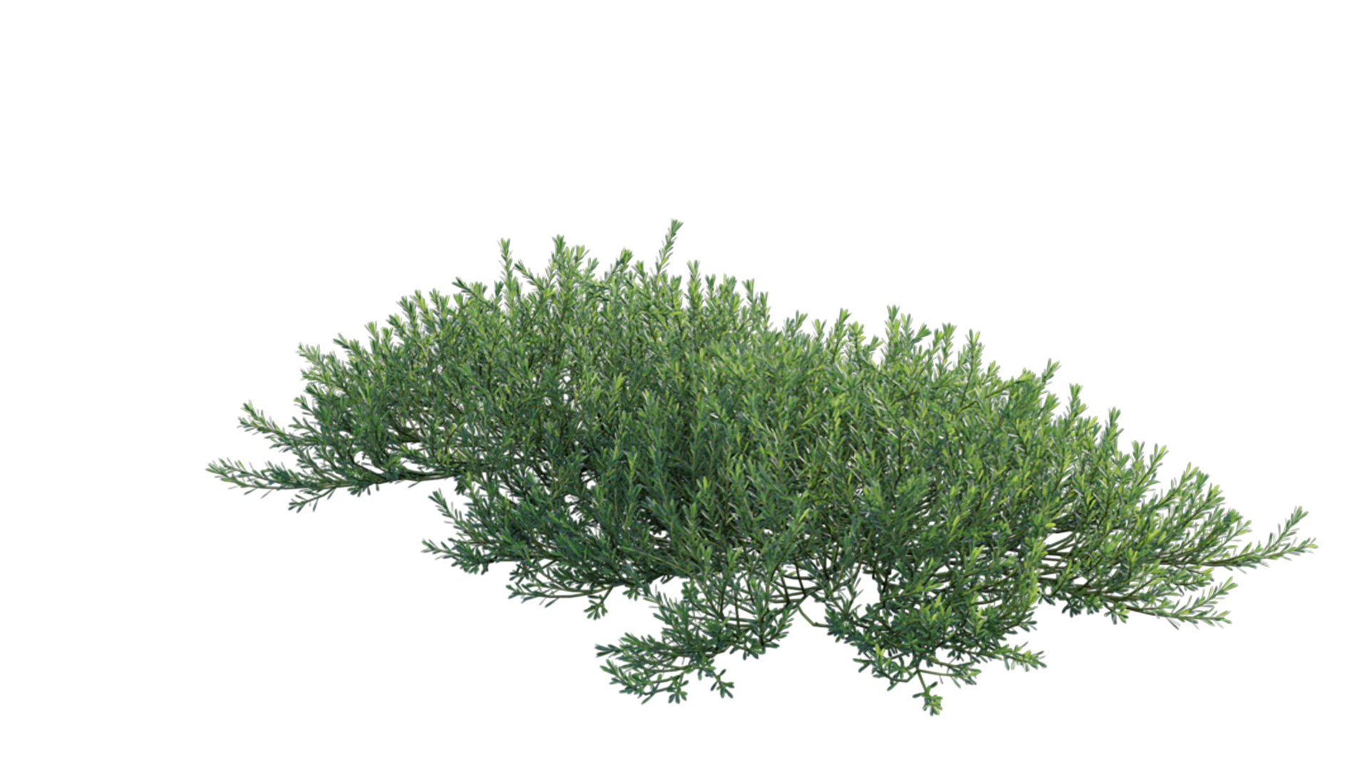 Myoporum Parvifolium - Yareena 3D Model - TurboSquid 1915077
