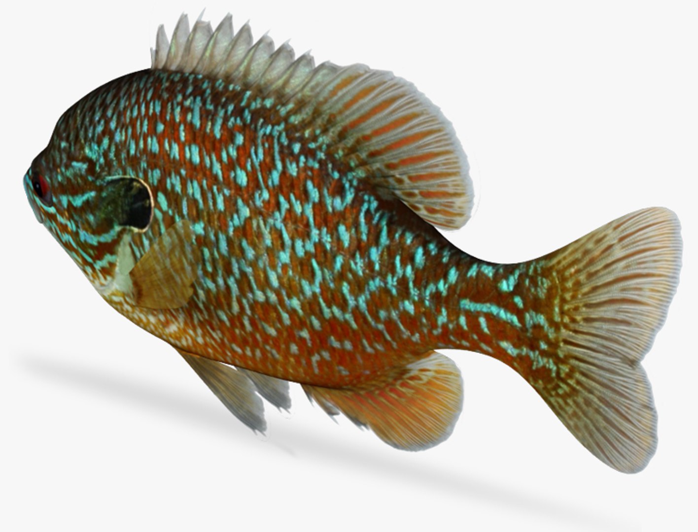 lepomis megalotis longear sunfish 3d ma