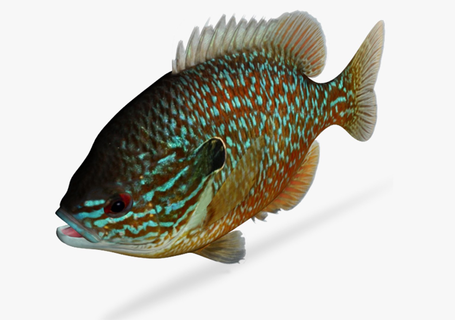 lepomis megalotis longear sunfish 3d ma