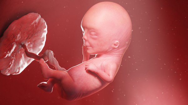 modelo 3d Anatomía Feto Semana 12 Estática - TurboSquid 1844900