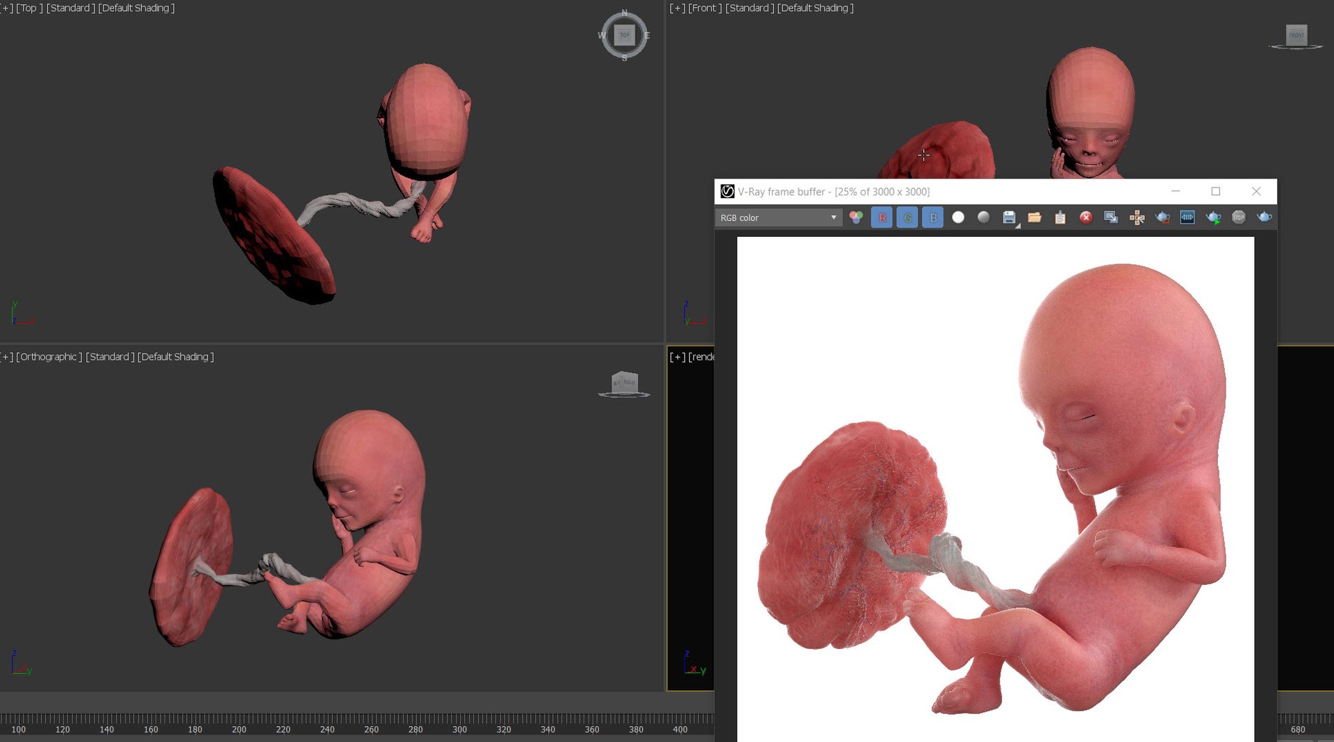 Fetus Anatomy Week 12 Static model - TurboSquid 1844900