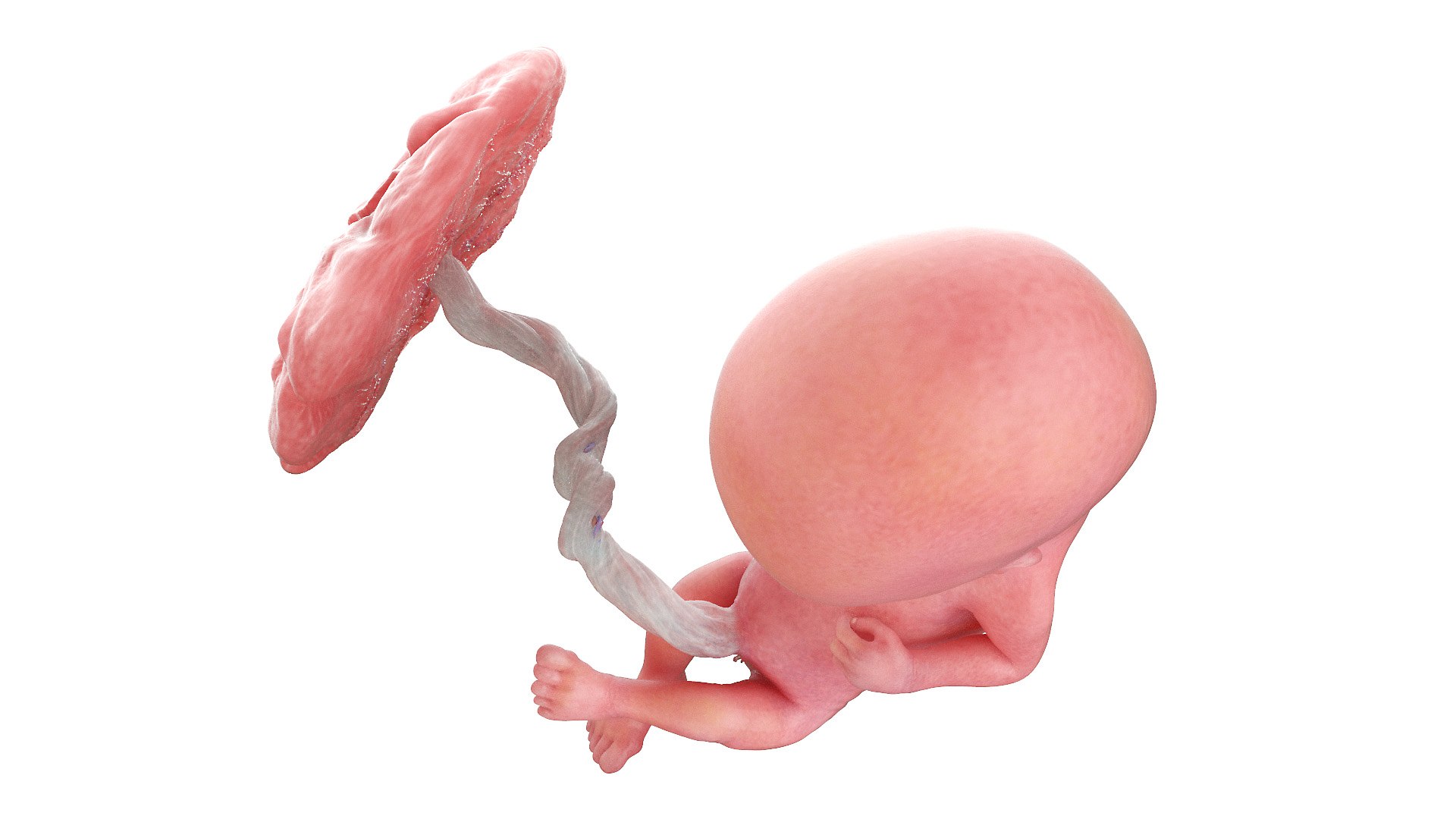 Fetus Anatomy Week 12 Static Model - TurboSquid 1844900