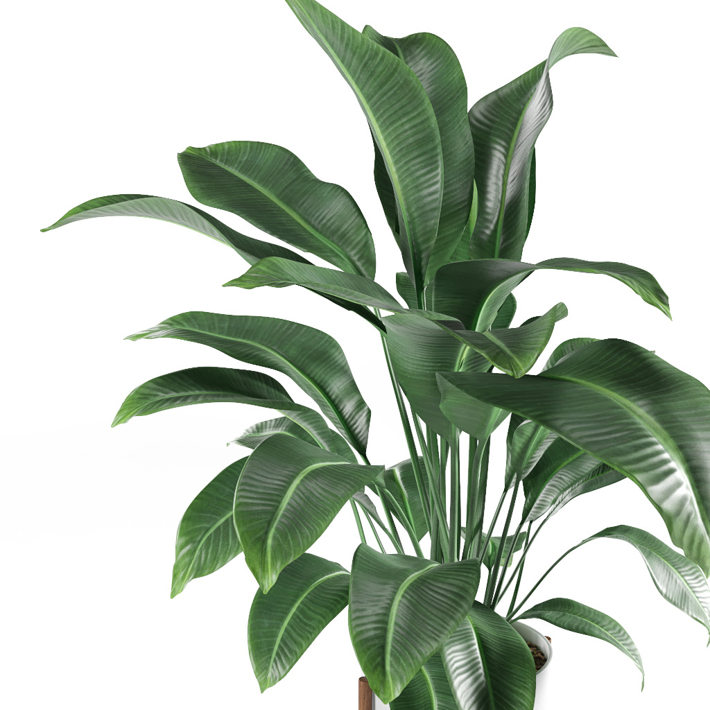 3D plant - TurboSquid 1159913