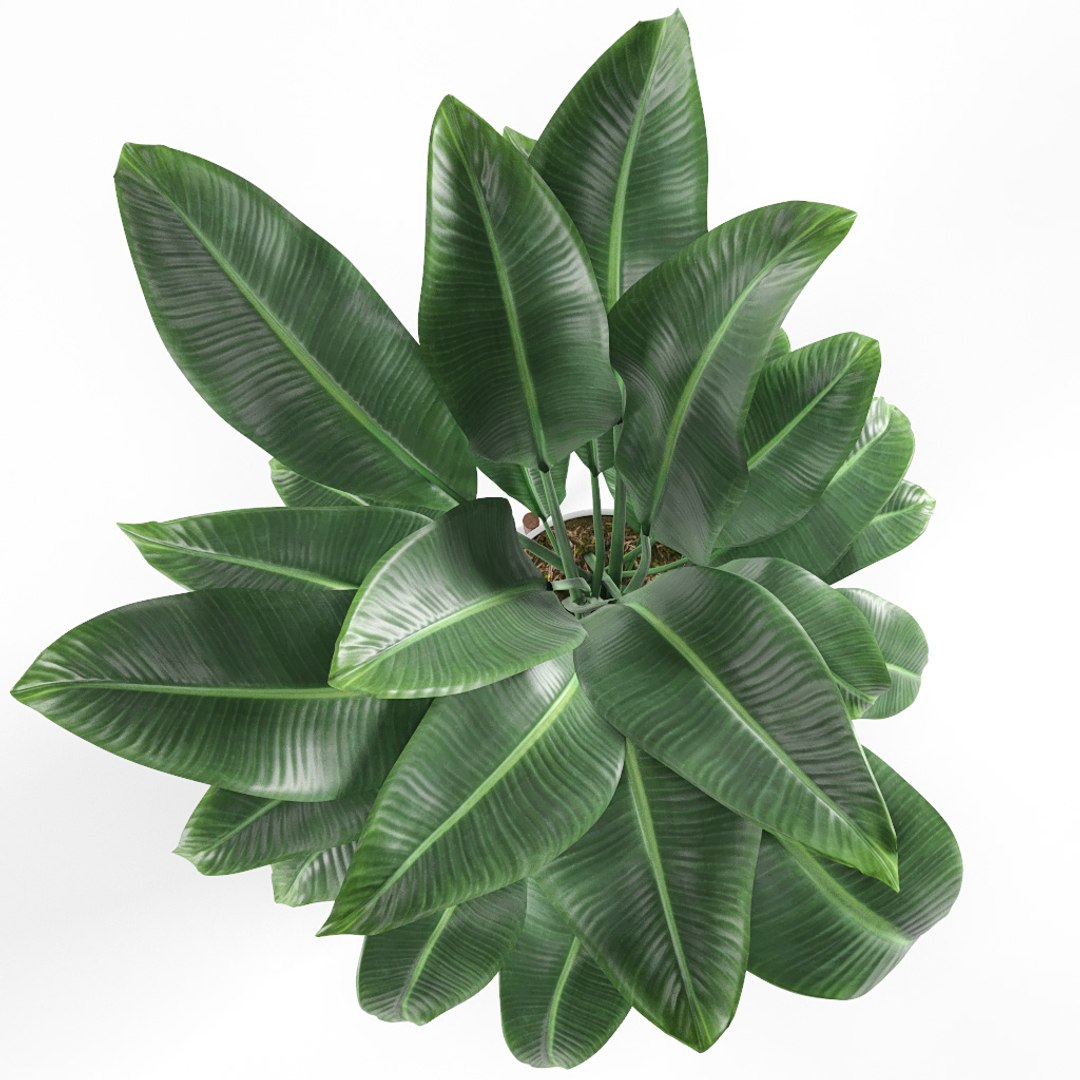 3D plant - TurboSquid 1159913